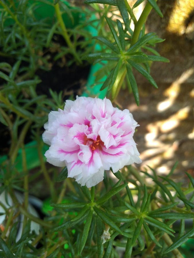 Pink Rose Moss. Green Leave Stock Photo - Image of moss, leave: 257568768