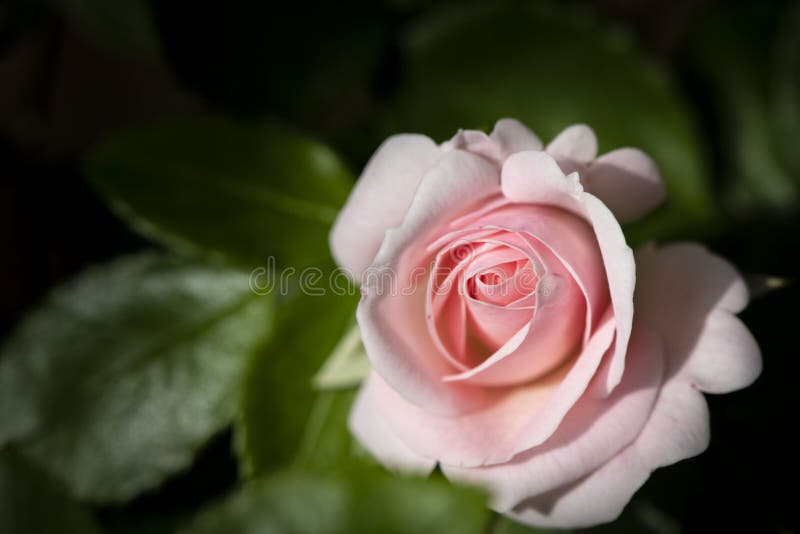 Pink rose in natural light stock photo. Image of gift - 184595144