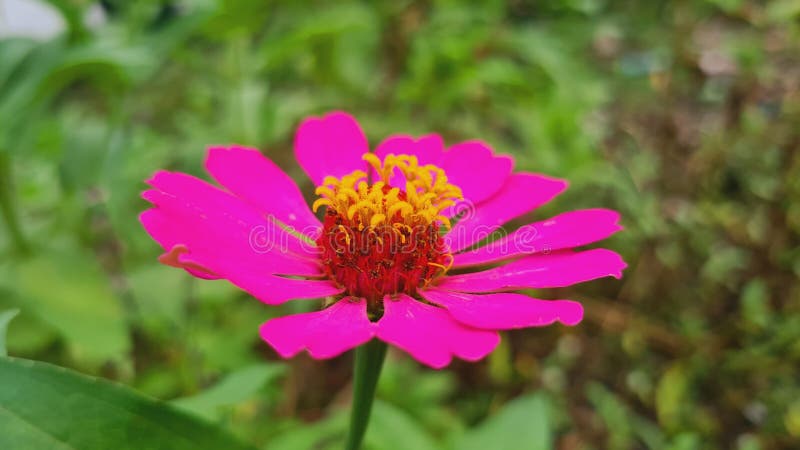 Pink rose natural stock image. Image of flower, pink - 261863341