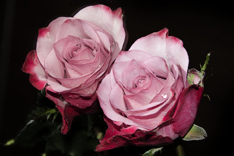 Pink rose stock image. Image of sunshine, serbia, small - 76958281