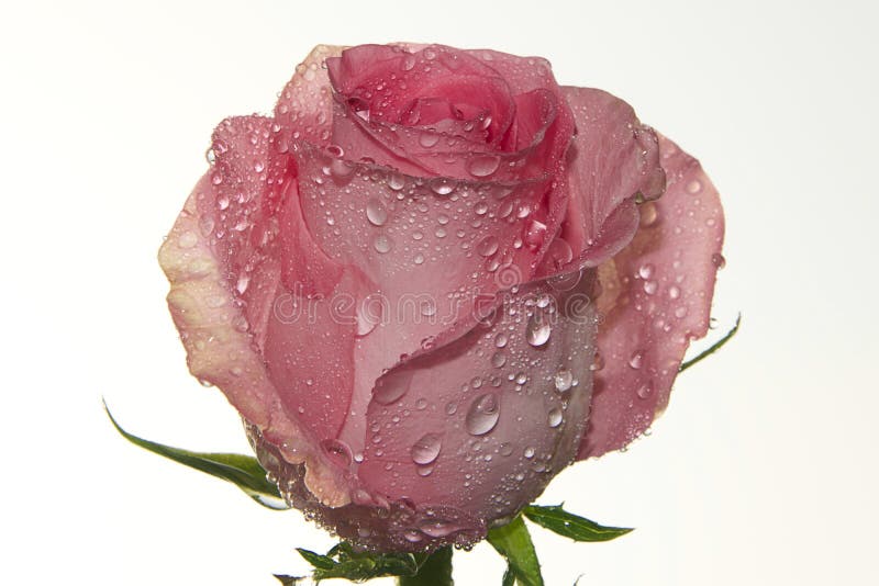 Pink rose stock image. Image of sunshine, serbia, small - 76958281