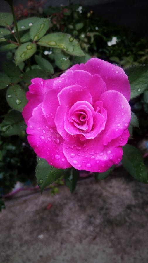 Pink Smole Stock Photos - Free & Royalty-Free Stock Photos from Dreamstime