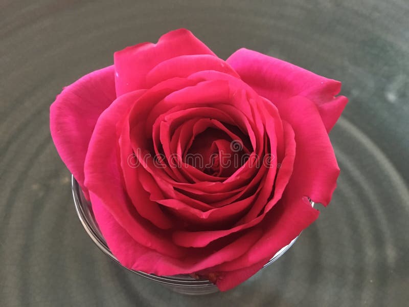 Pink Rose stock photo. Image of rose, pink, glas, plant - 232078584