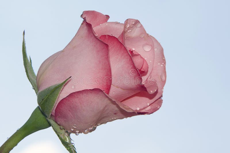 Pink rose stock image. Image of sunshine, serbia, small - 76958281