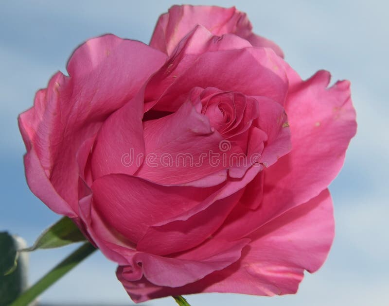 Pink rose stock photo. Image of flower, rose, pretty - 78422756