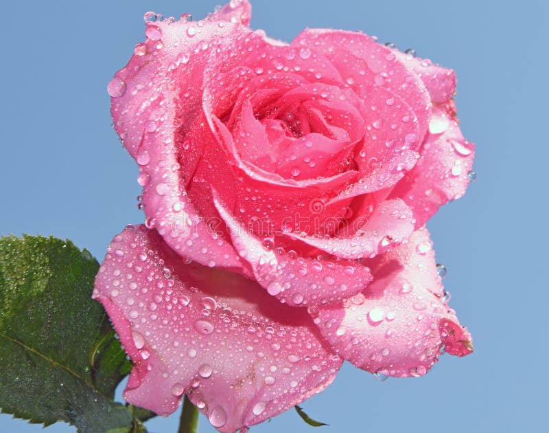 Pink rose stock photo. Image of flower, pretty, park - 78383746