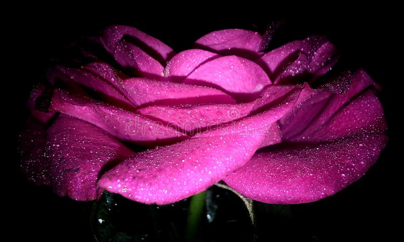 Pink rose at night stock image. Image of rose, beautiful - 172355417