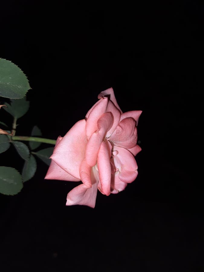 Pink rose Night stock image. Image of petal, night, pinkrose - 234805747