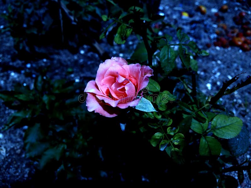 Pink rose stock image. Image of night, flower, amazing - 95146721