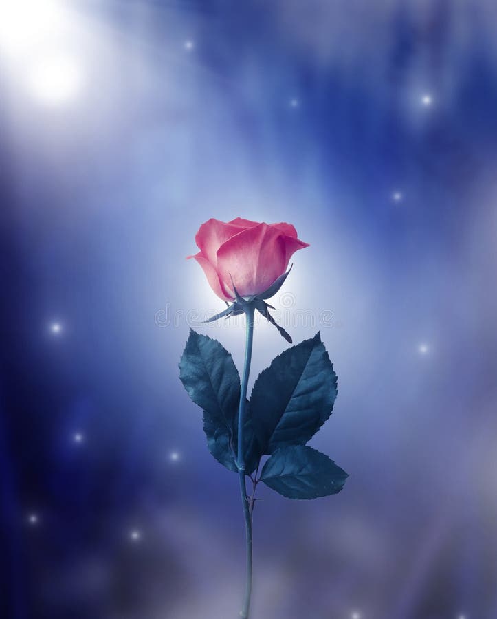 Pink Rose in the Night Garden Stock Photo - Image of rays, flora: 226996848