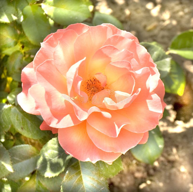 Rose garden on sea shore stock photo. Image of park, summer - 33974880