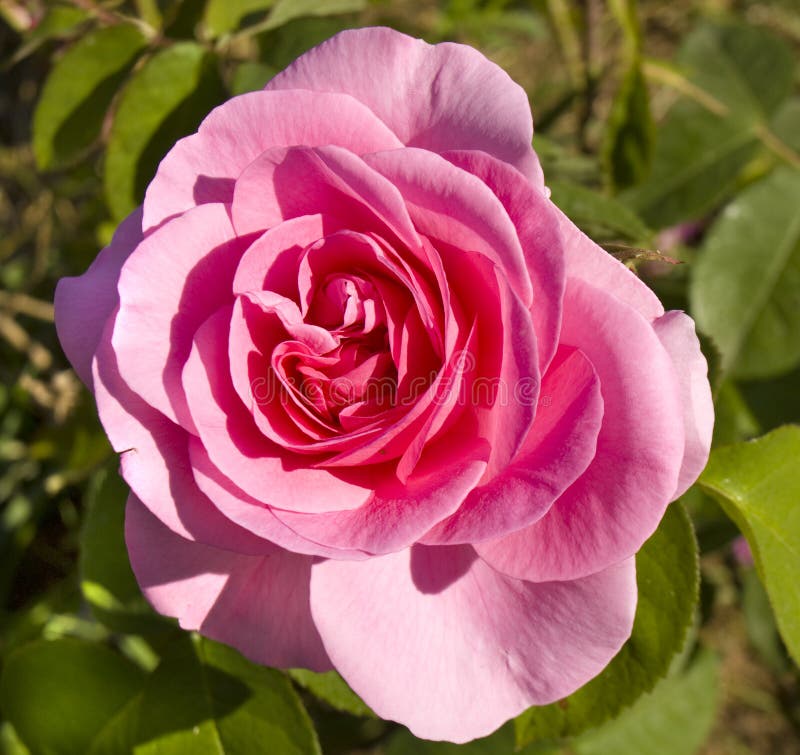 Rose garden on sea shore stock photo. Image of summer - 34804604