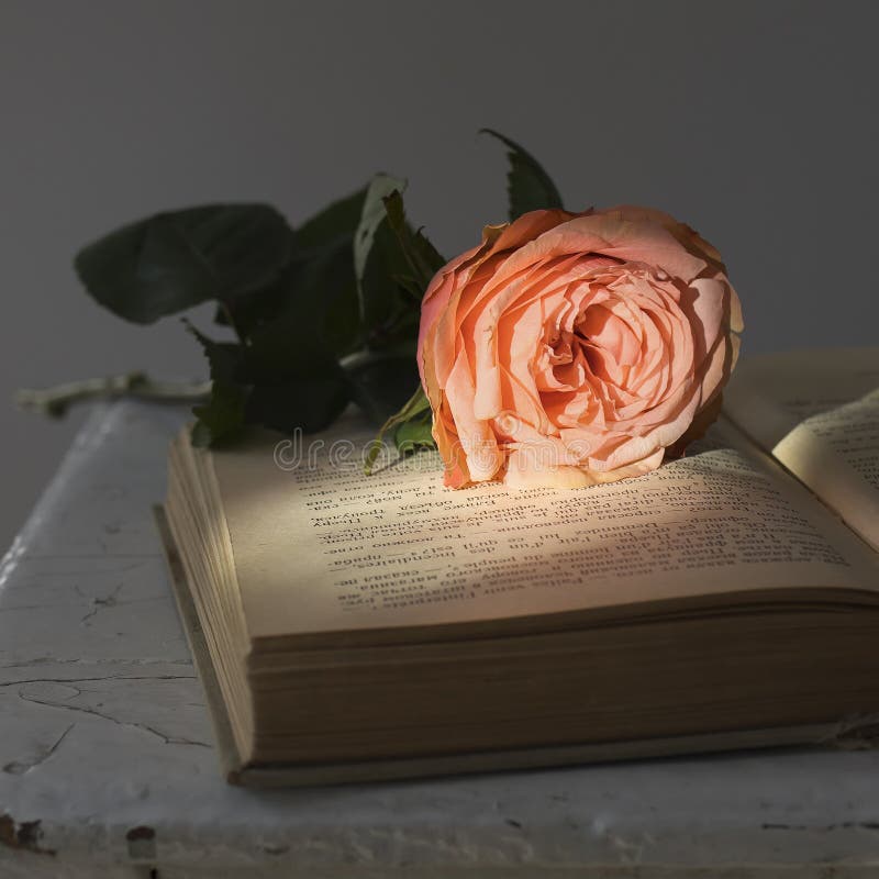 Pink rose and book stock photo. Image of plant, floral - 178489296