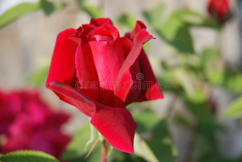 Pink Rose stock photo. Image of pink, ornament, nature - 90381332