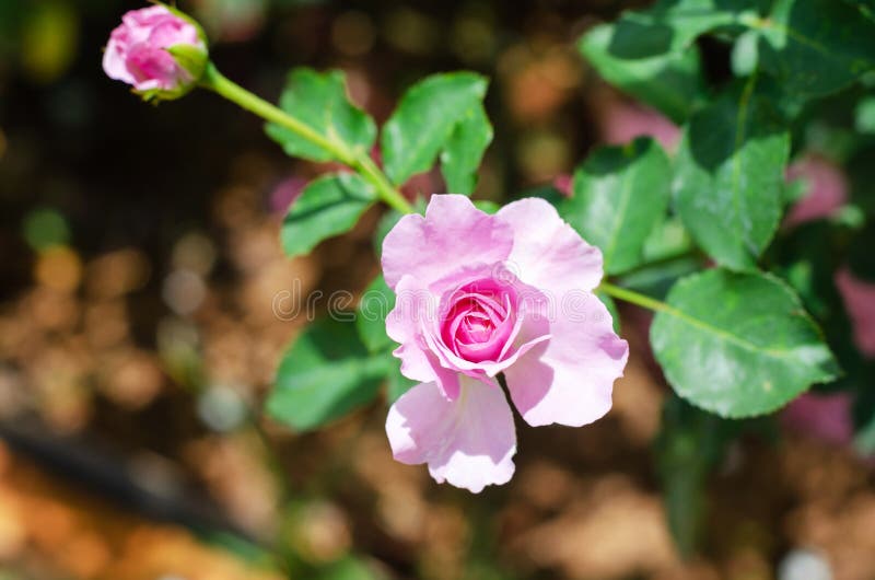 Pink Rose in Outdoor Garden Stock Photo - Image of bloom, greeting ...