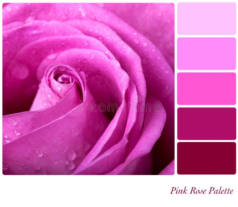 Pink Rose Palette stock photo. Image of digital, blossom - 26479870