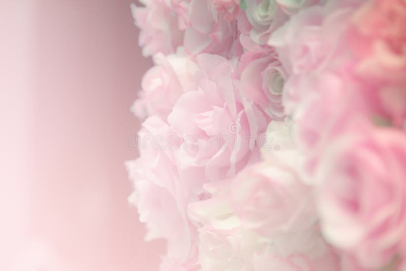Pastel Pink Roses Wallpaper