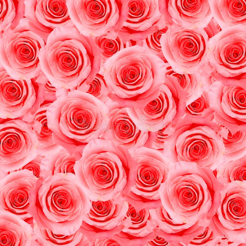 Pink rose pattern stock image. Image of beautiful, romantic - 51538873