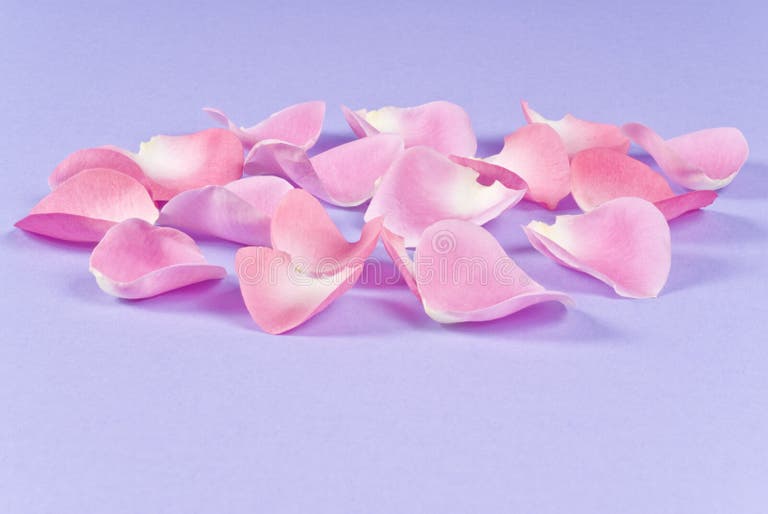 646 Rose Pedals Stock Photos - Free & Royalty-Free Stock Photos from ...