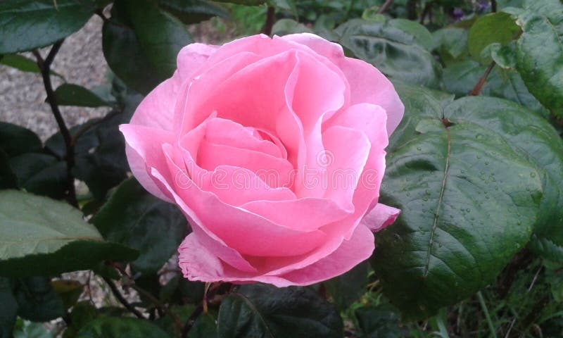 Pink rose stock image. Image of heart, flowers, flower - 86335431