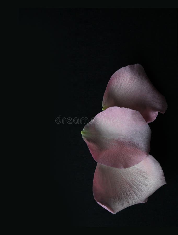 Pink rose petal on black stock photo. Image of decoration - 270781974