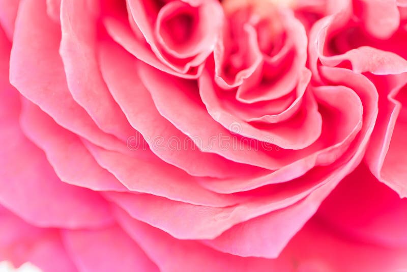 Pink Rose Petal,nature Abstract Concept. Stock Photo - Image of bloom ...