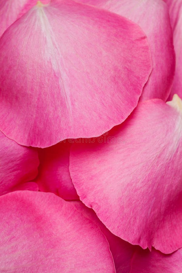 Tender Beautiful Rose Petal Texture. Pink Rose Petal Close Up. Macro ...