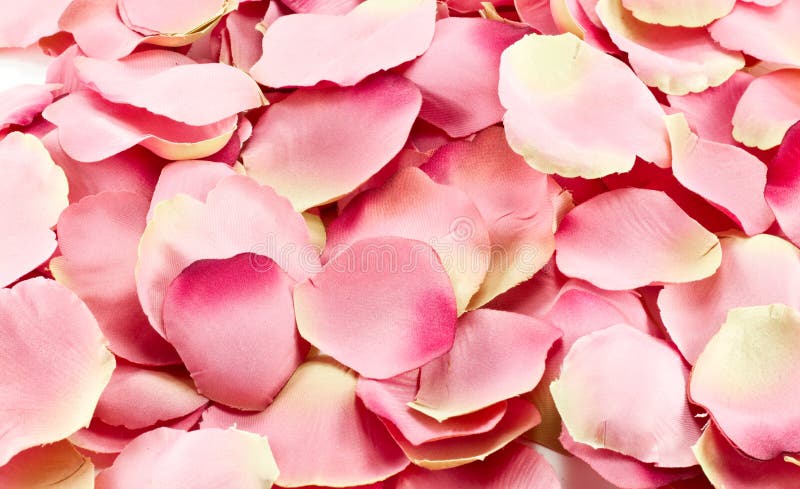 Pink rose petals stock photo. Image of mixture, colorful - 17914436