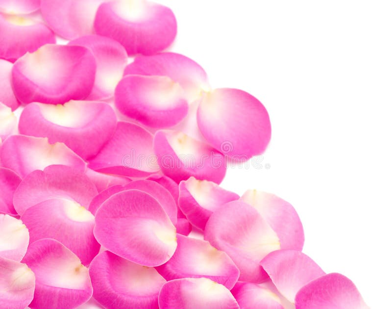 Pink rose petals stock image. Image of floral, isolated - 18130457