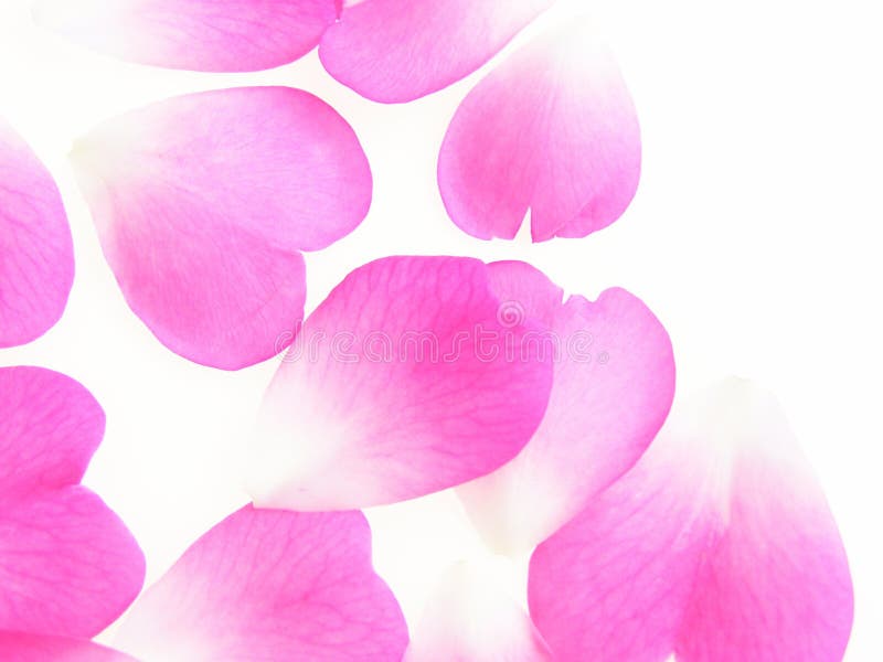 Pink rose petals stock image. Image of floral, nature - 4137883