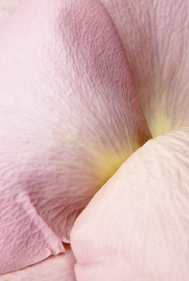 Tender Beautiful Rose Petal Texture. Pink Rose Petal Close Up. Macro ...
