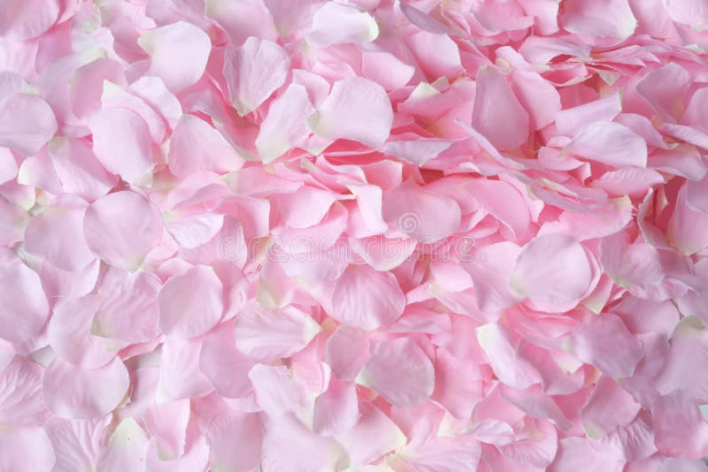 Pink Rose Petals Background Stock Photo - Image of frame, colorful ...