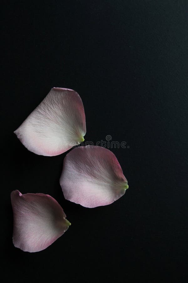 Pink rose petals on black stock image. Image of romantic - 270781965