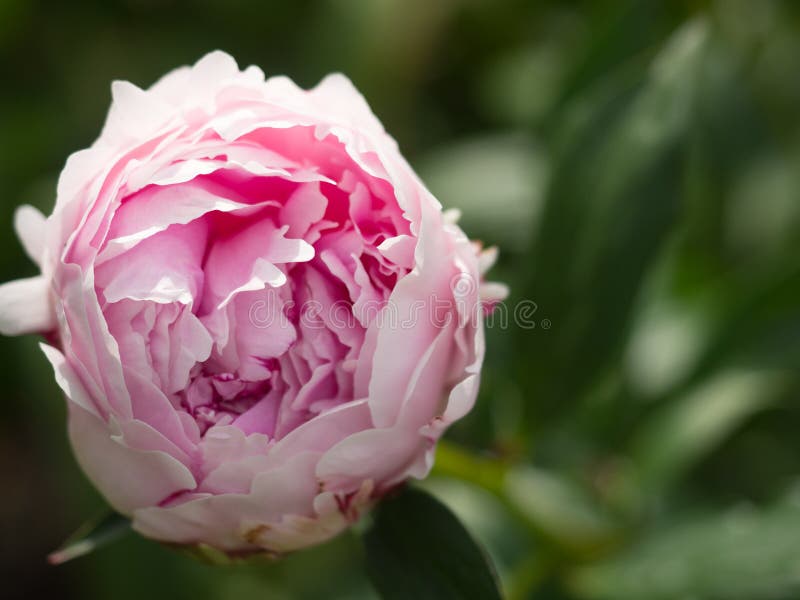 207 Brooklyn Rose Photos - Free & Royalty-Free Stock Photos from Dreamstime