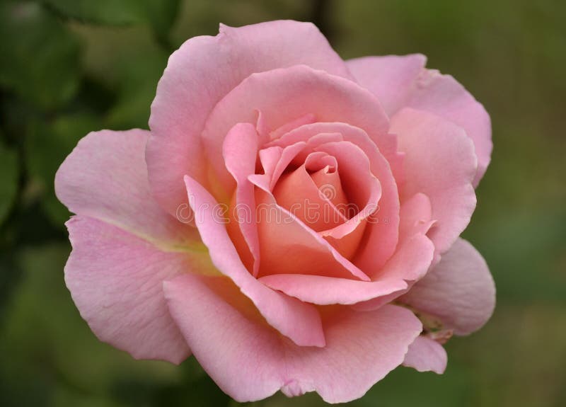 Pink rose. stock photo. Image of blossom, petals, bush - 72476094