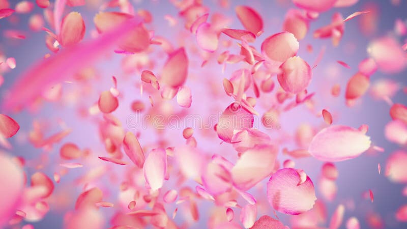 Rose Petals - Sakura Cherry Blossoms Falling Stock Footage - Video of ...