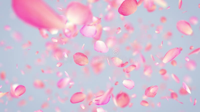 Pink Rose Petals Exploding in 4K Stock Video - Video of beautiful ...