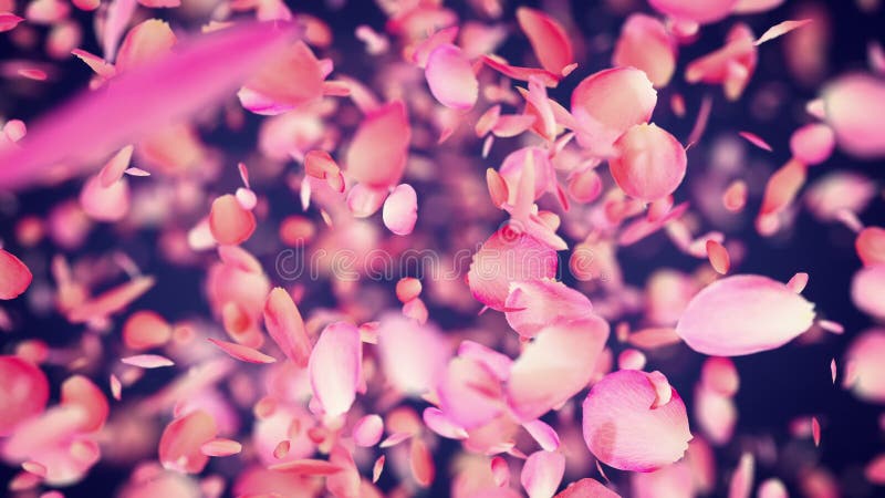 Pink Rose Petals Exploding in 4K Stock Video - Video of abstract, group ...