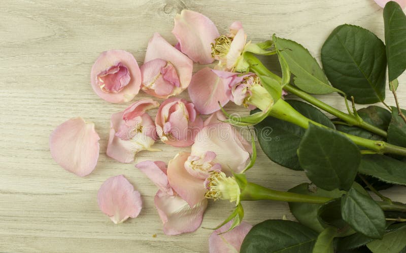 Pink Rose Petals and Fallen Rosebuds on a Light Tree Background Stock ...
