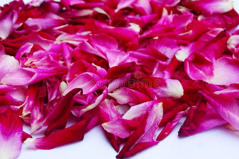 Pink Rose Petals Fresh Background. Stock Image - Image of beauty, color ...