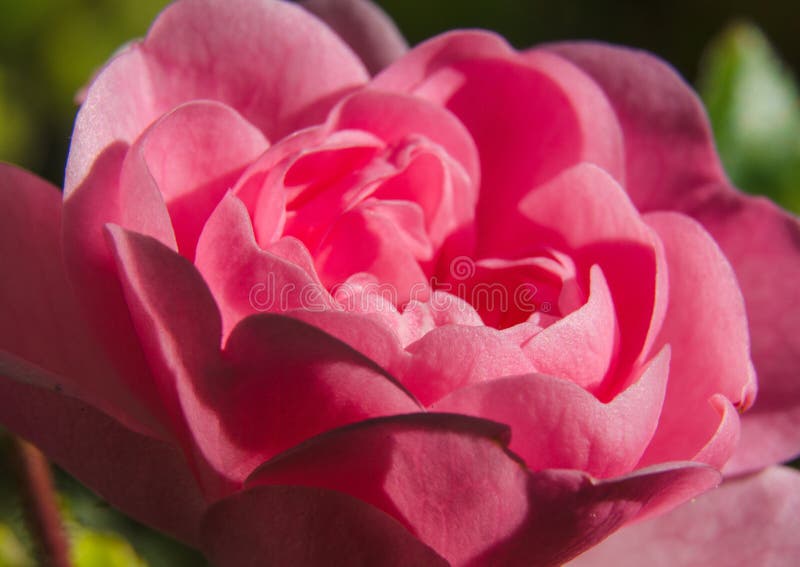 Pink rose petals stock image. Image of fresh, single - 130754129