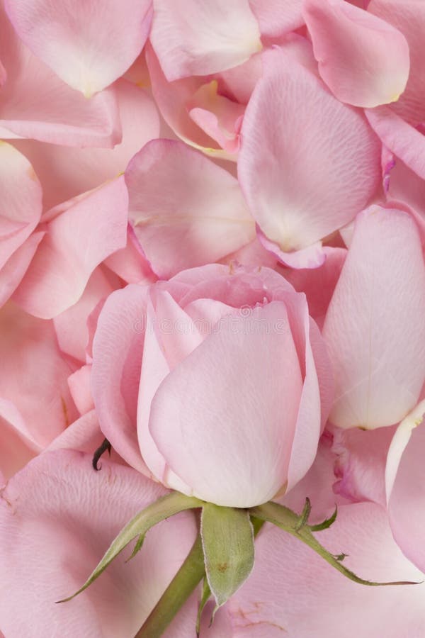 Pink rose and petals stock photo. Image of single, fresh - 83581900