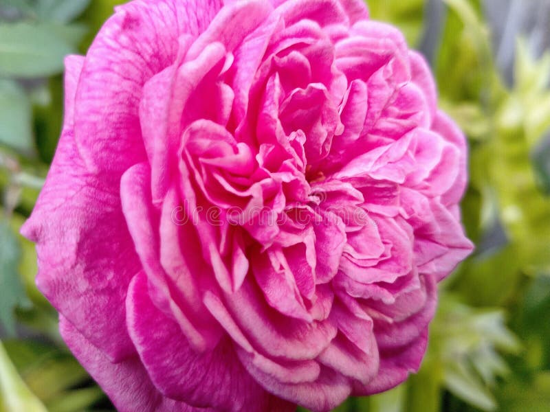 A Pink Rose Petals Blooming so Beautiful. Stock Photo - Image of rose ...