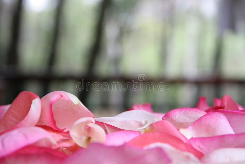 Pink Rose Petals stock photo. Image of scattered, elegance - 146018538