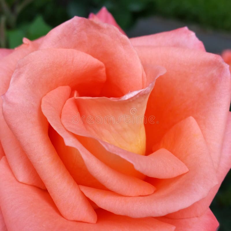 Pink rose petals stock photo. Image of closeup, petal - 73099310