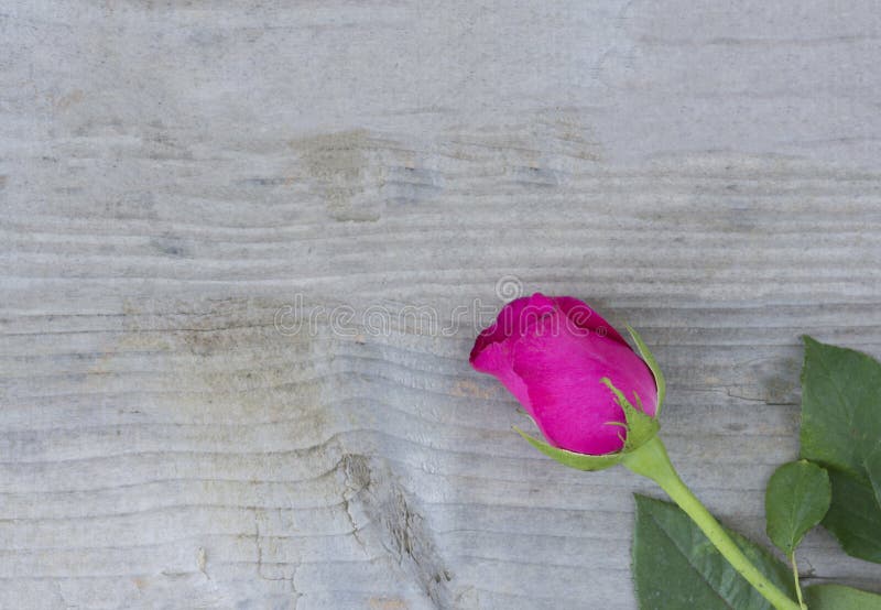 Pink Rose Placed on a Wooden Floor Stock Photo - Image of bloom ...