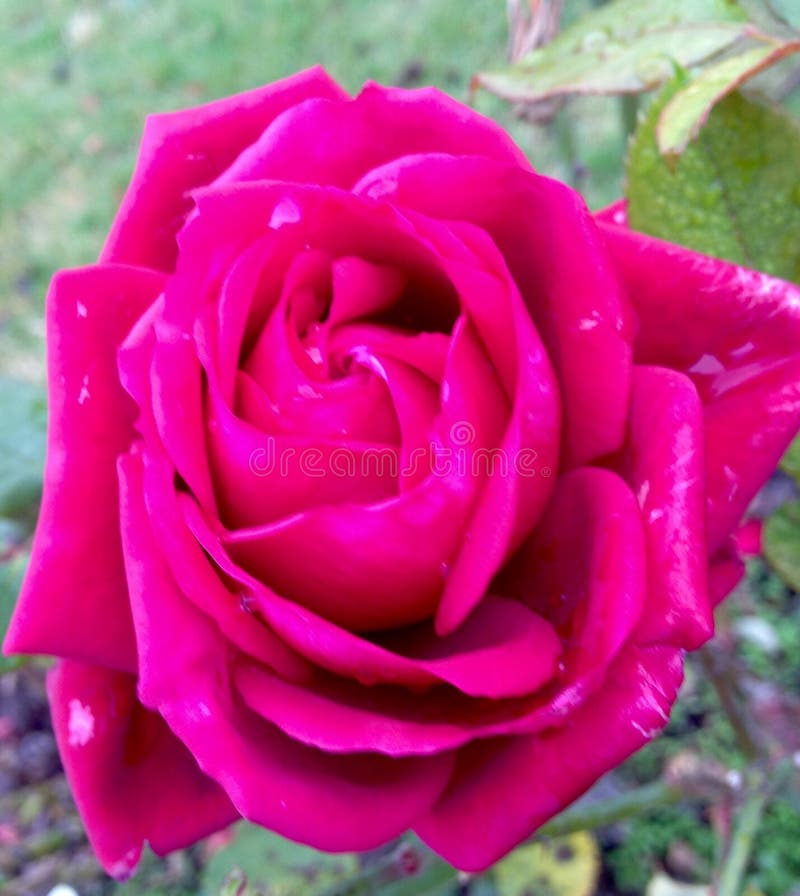 Pink rose stock image. Image of fall, plant, pink, rose - 79482595
