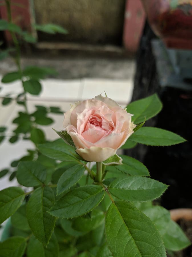 Baby pink rose in a pot stock image. Image of green - 187619995