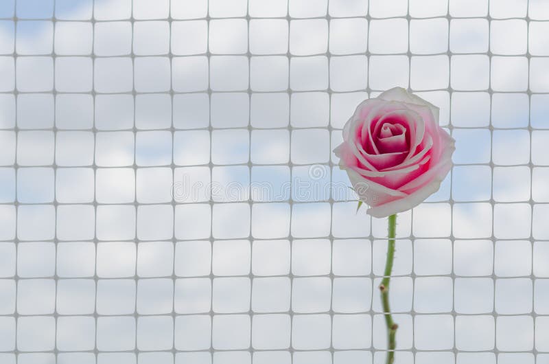 A Pink Rose Puts on the Net Stock Image - Image of fragrance, botanical ...