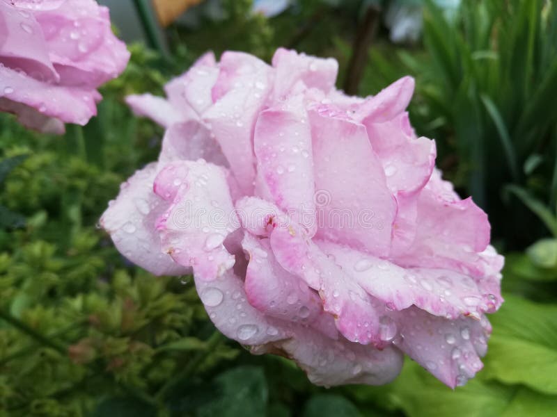 Pink Rose after rain stock image. Image of shrub, pink - 217929947